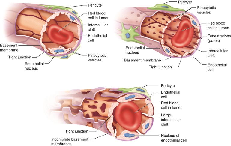 OLI - Drawing Structure of different capillaries - English labels | AnatomyTOOL